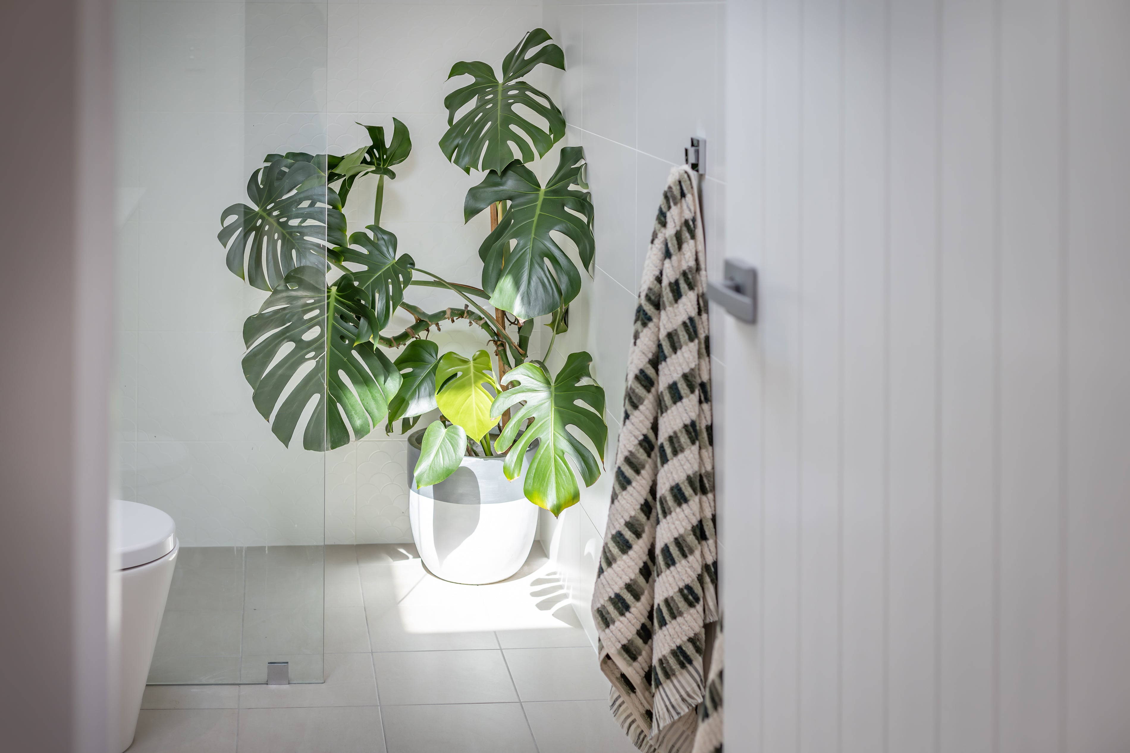 Unlocking Monstera Magic: Growth Secrets for Indoor Plant Lovers ...