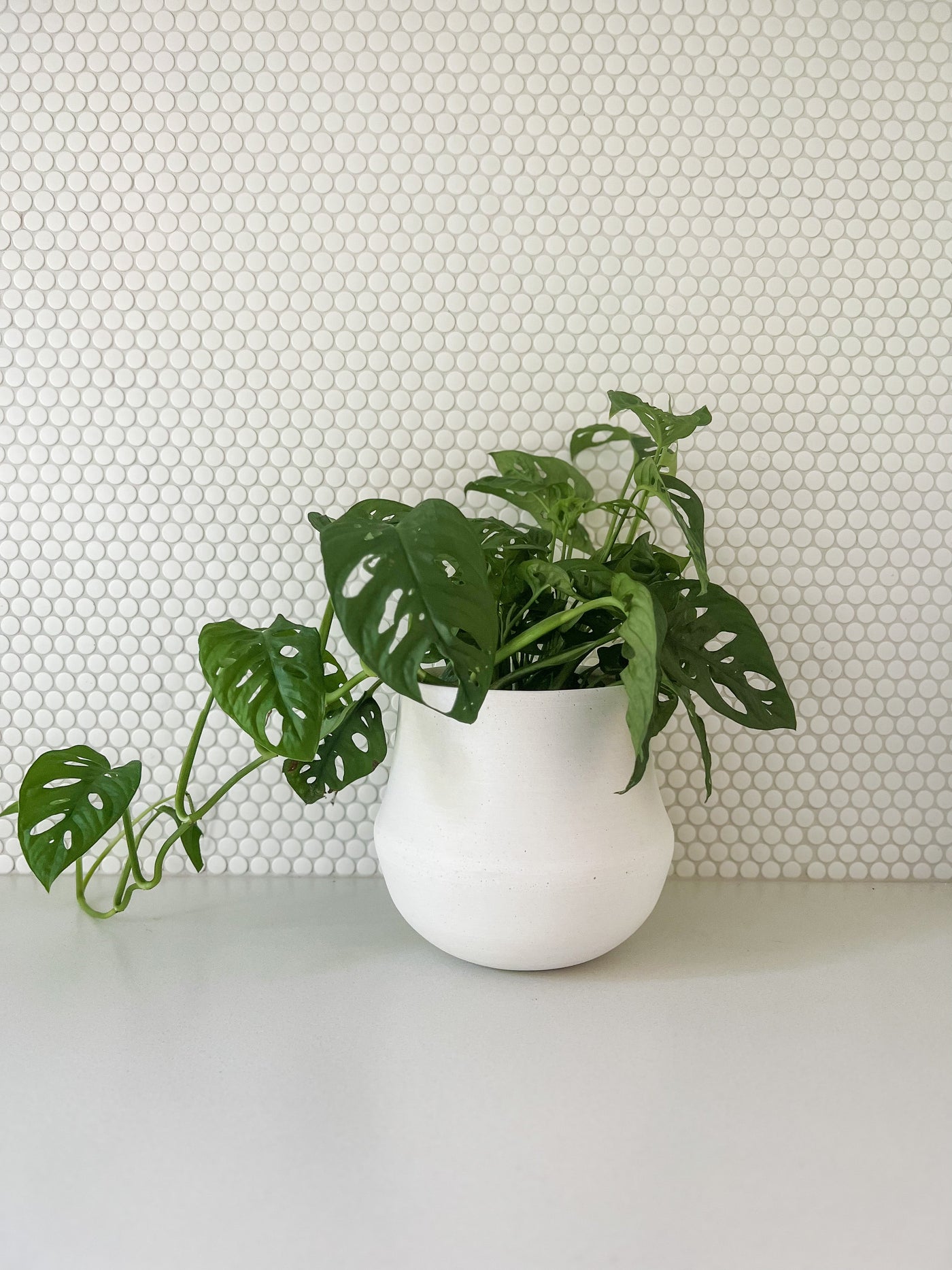 Monstera in Ana Planter Small - Chalk – Plant Resort