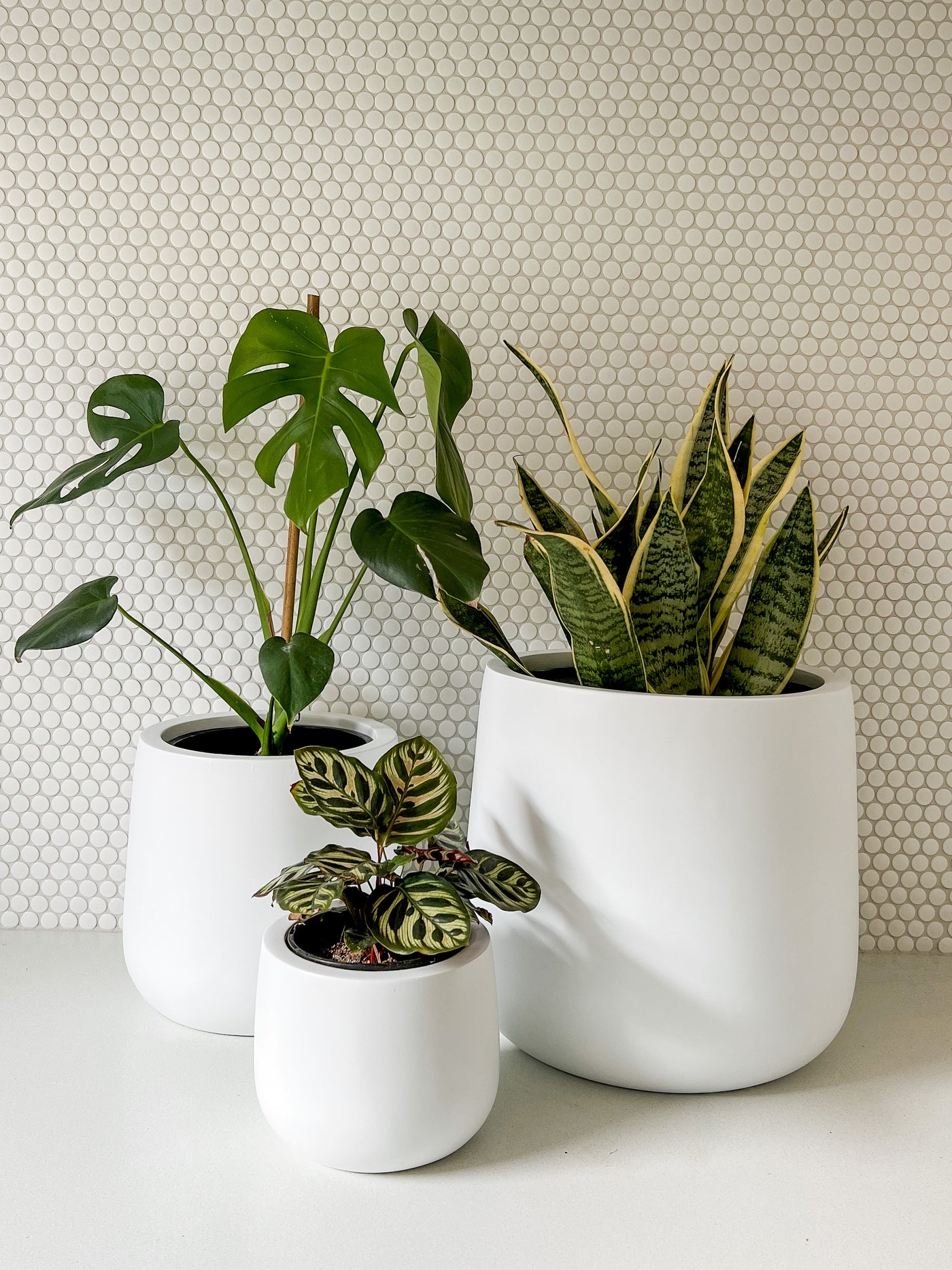 Drum Pot – Plant Resort