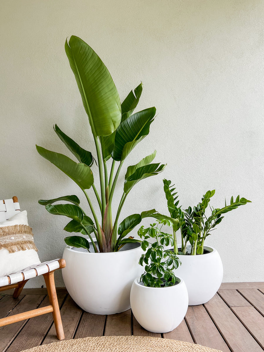 Plant Resort - Coastal || Luxe || Homewares