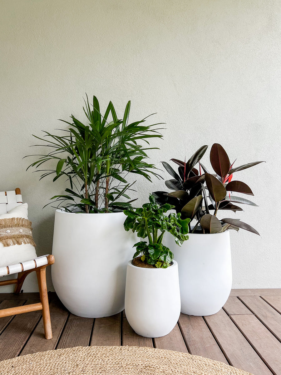 Plant Resort - Coastal || Luxe || Homewares