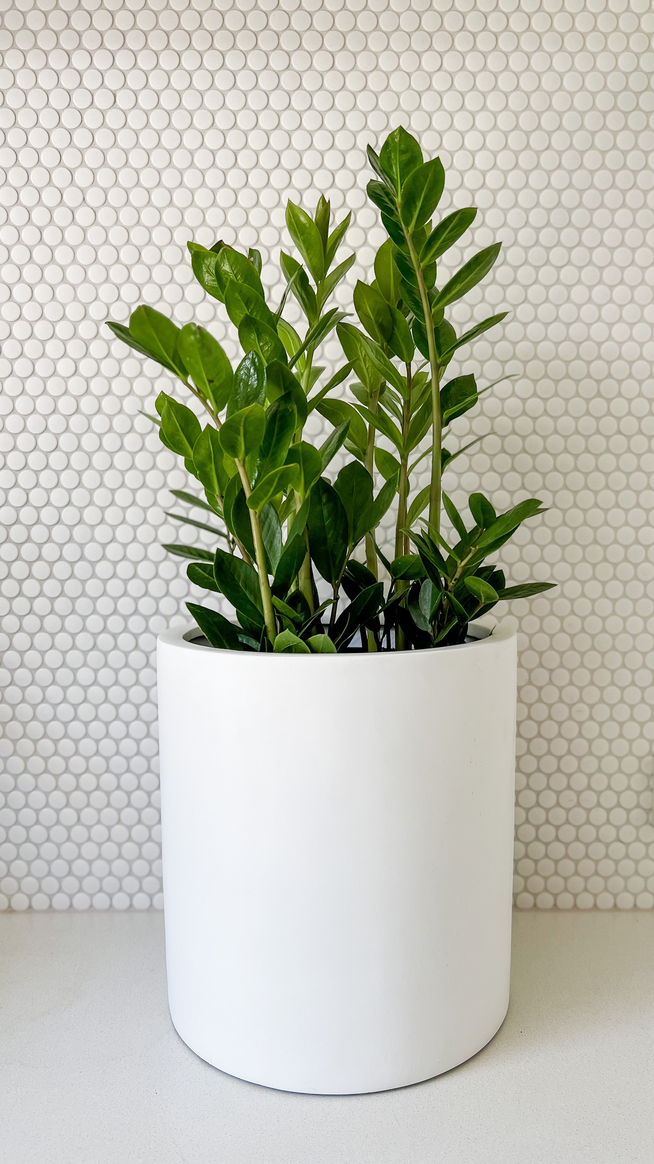 Zanzibar in Small Cylinder Planter – Plant Resort